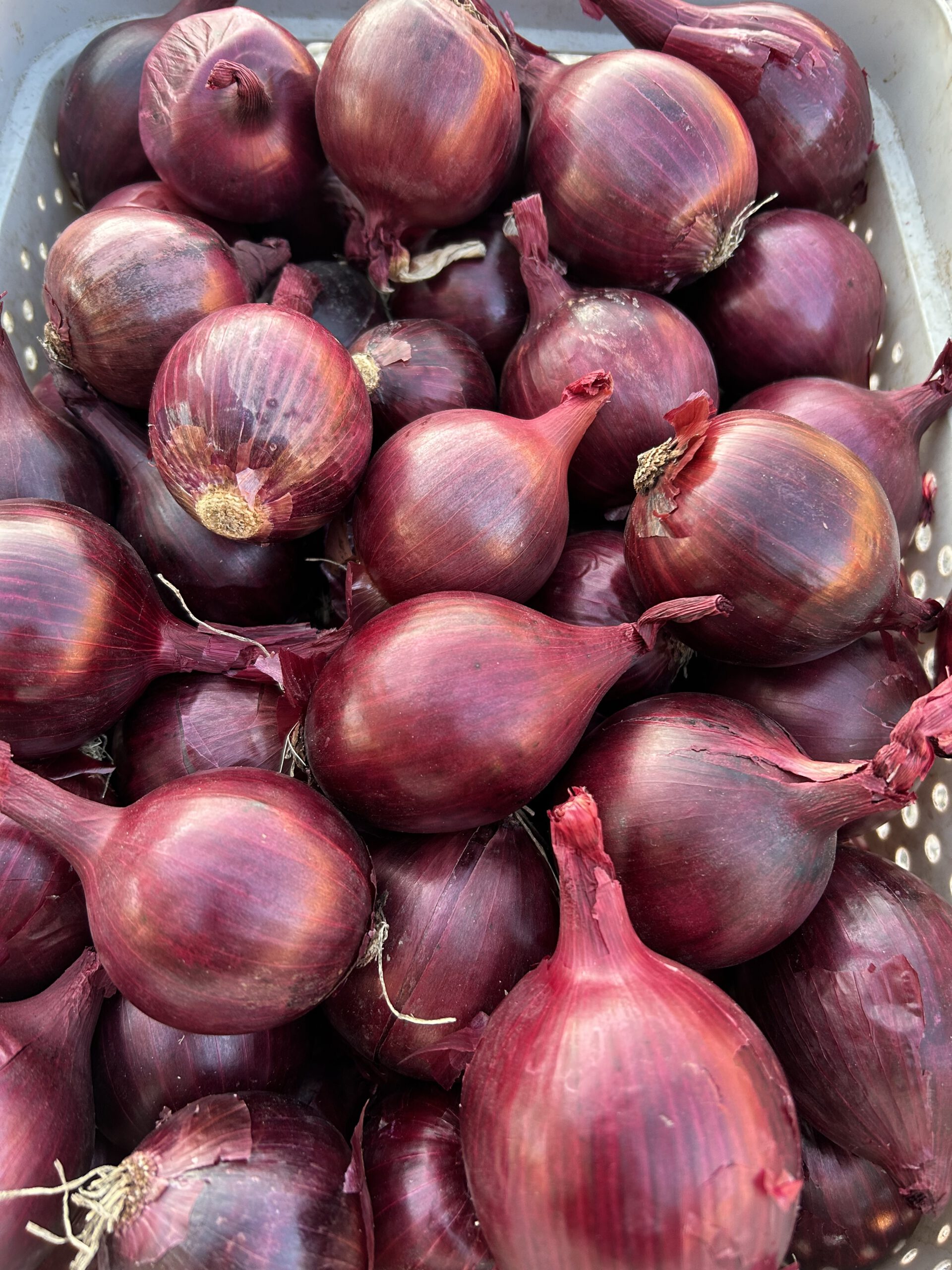 Lilahagyma (Magyar) – Zöldségfutár Szeged